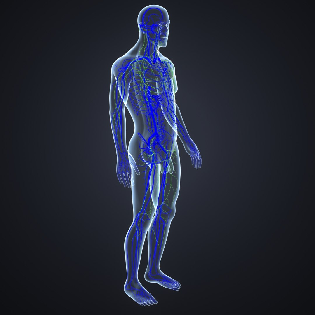 Body Veins Lymphs 3D Model - TurboSquid 1217413