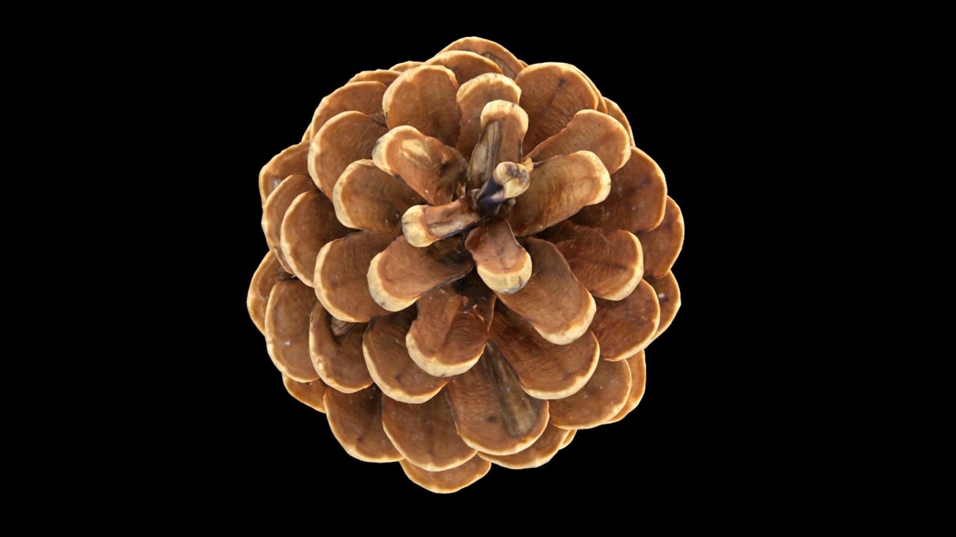 3D Pine Cone Model - TurboSquid 1306971