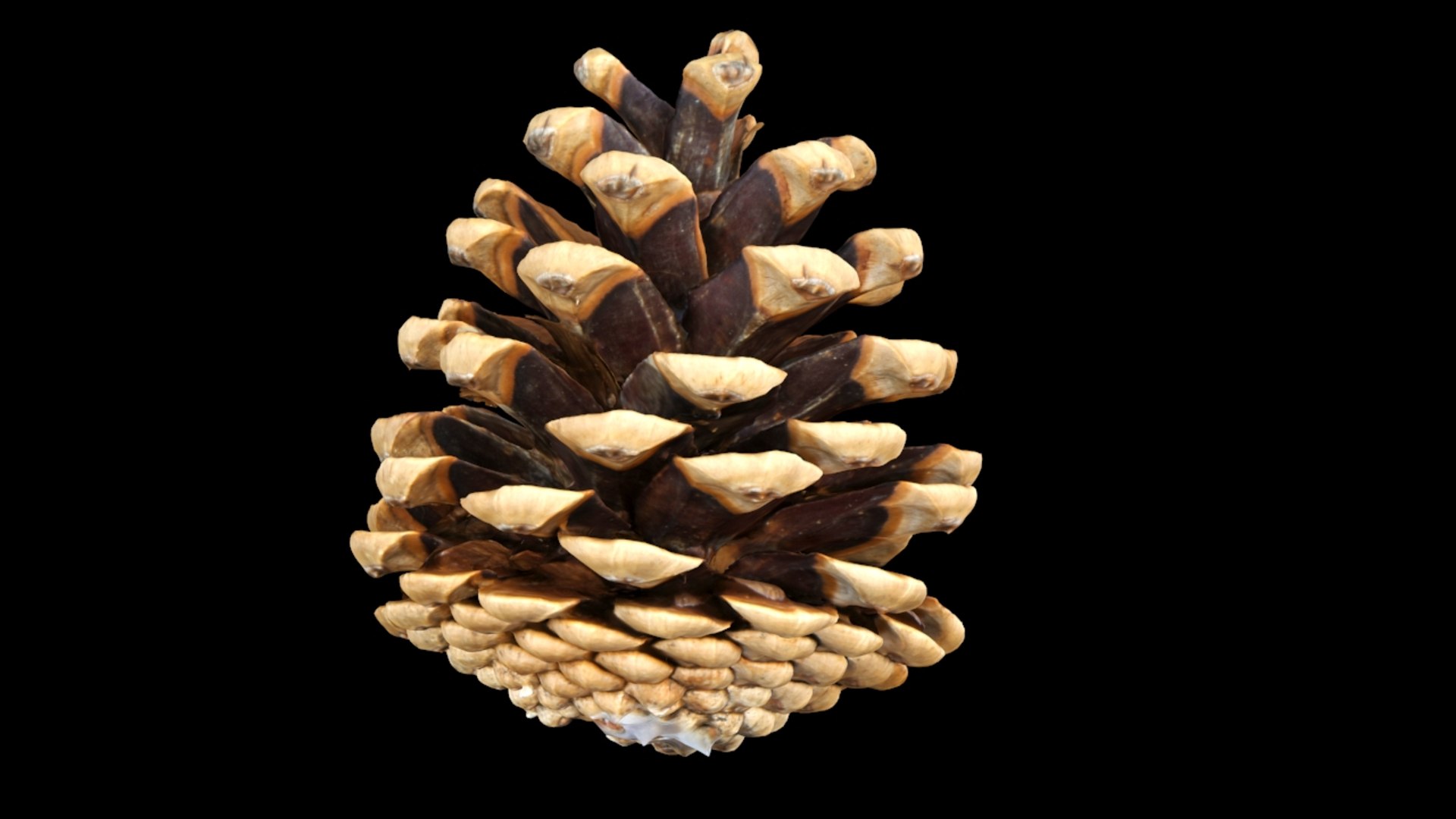 3D Pine Cone Model - TurboSquid 1306971
