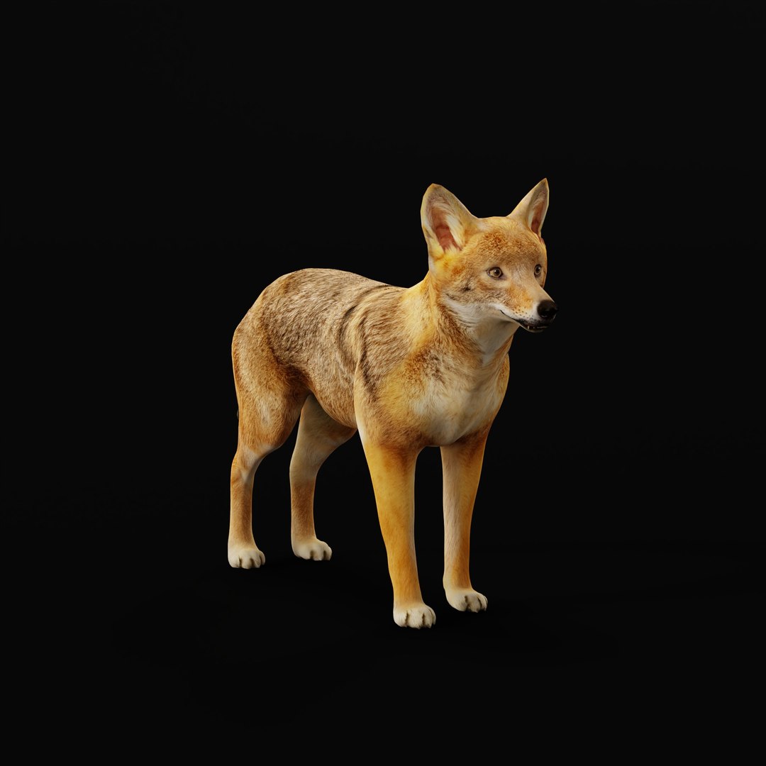 3D Model European Female Jackal - TurboSquid 2470905