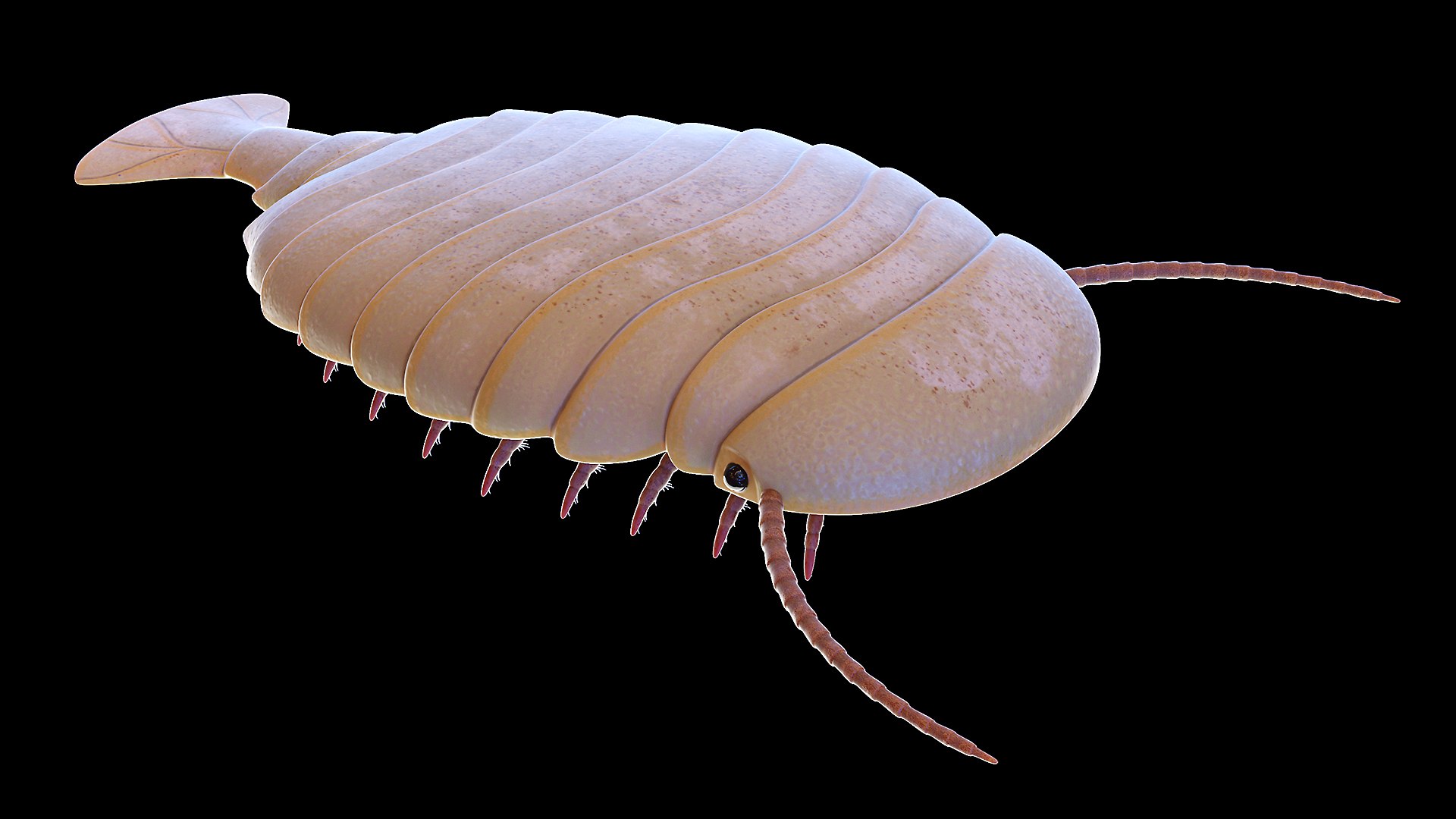 3D Sidneyia Static - TurboSquid 1780769