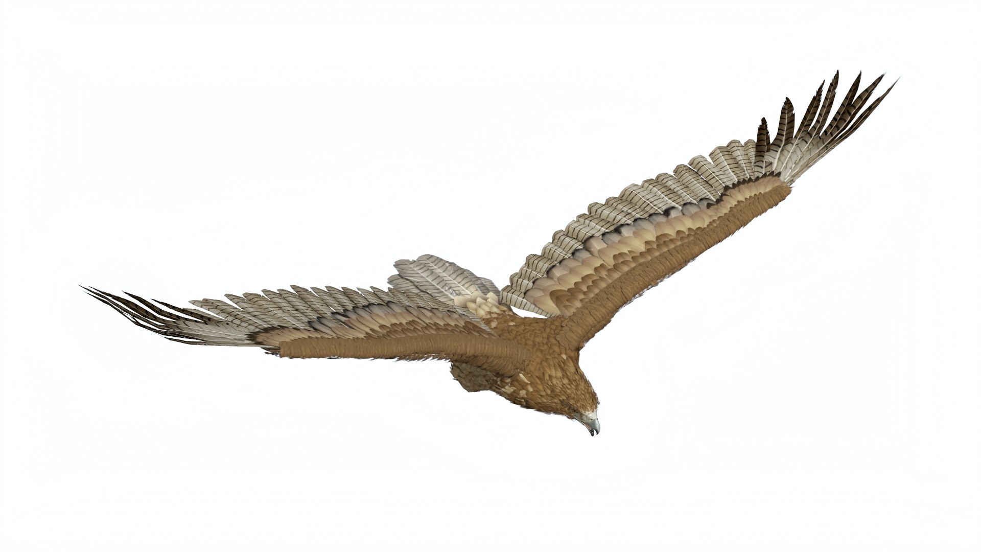 Flying Gurney Eagle Model - TurboSquid 2249976