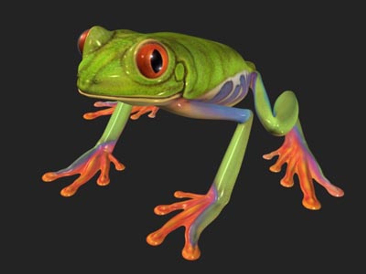 Red Eyed Tree Frog 3d Model
