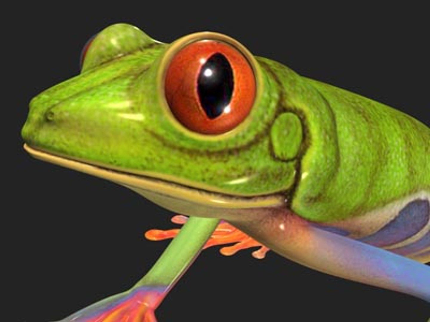 Red Eyed Tree Frog 3d Model