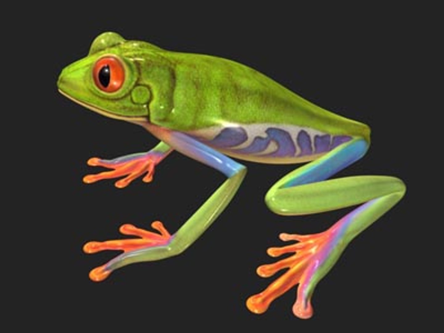 Red Eyed Tree Frog 3d Model