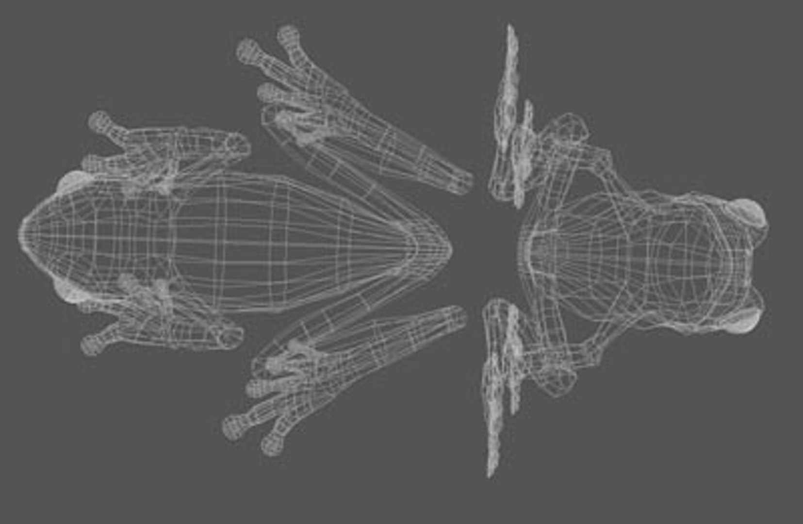 Red Eyed Tree Frog 3d Model