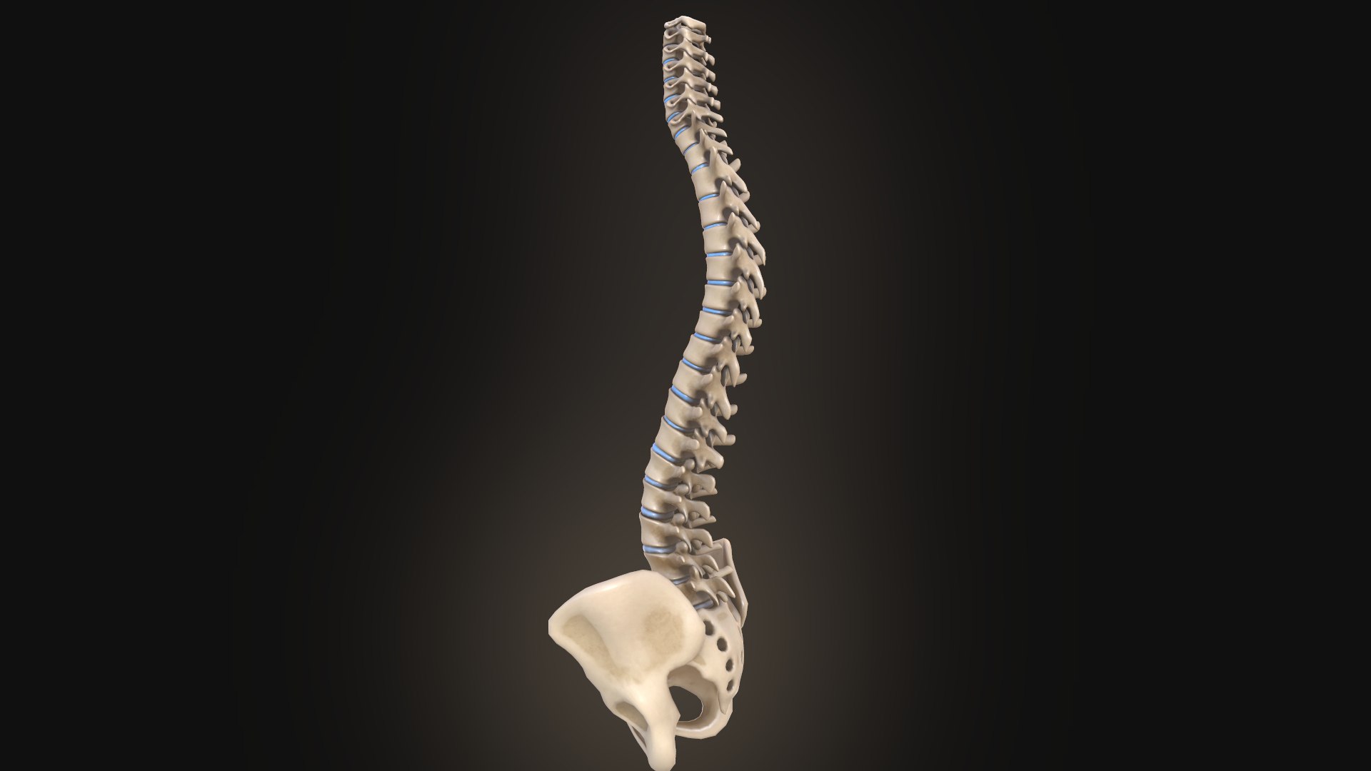 3D Model Spine Anatomy Spinal Column - TurboSquid 1427496
