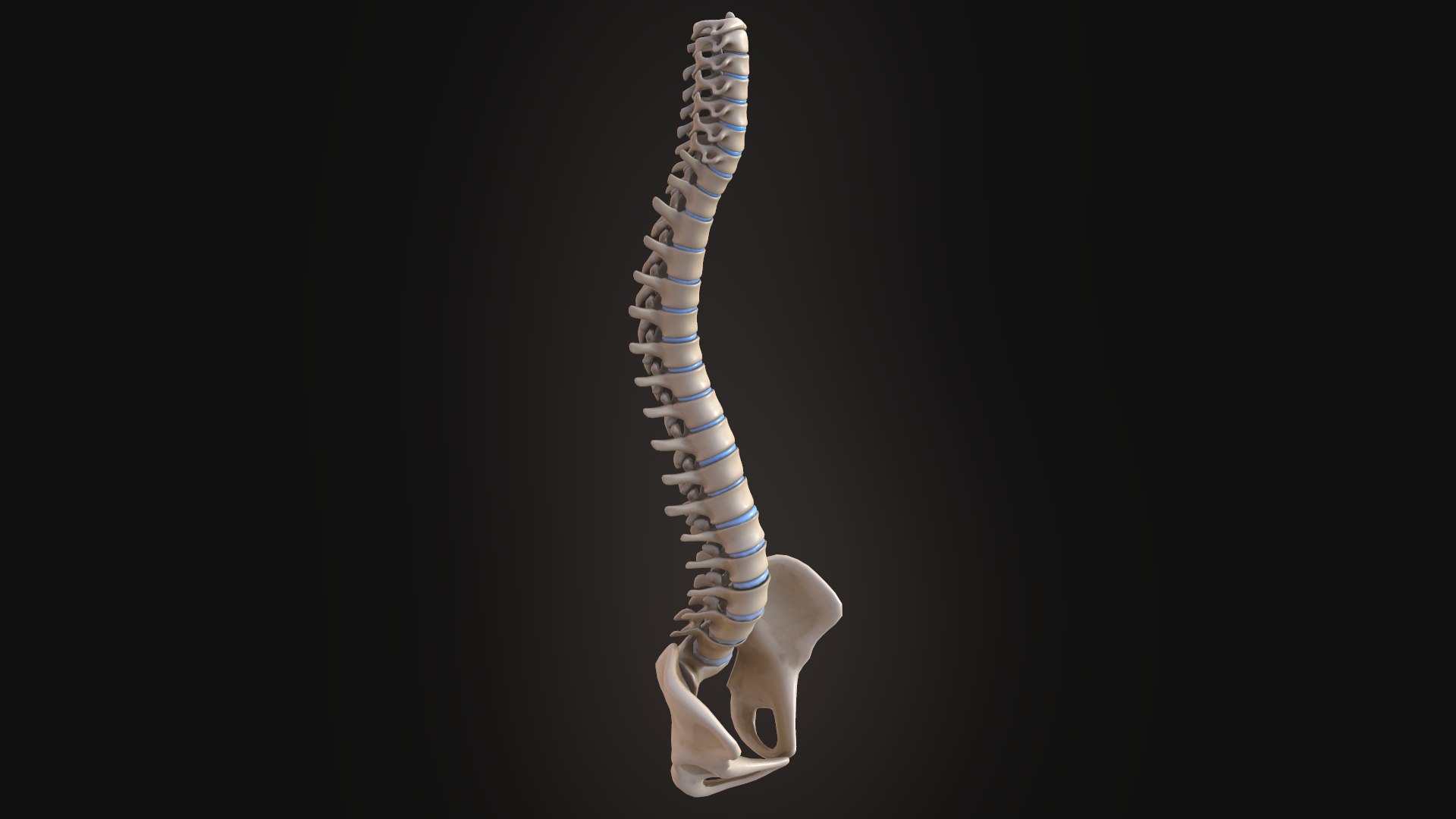 3D Model Spine Anatomy Spinal Column - TurboSquid 1427496