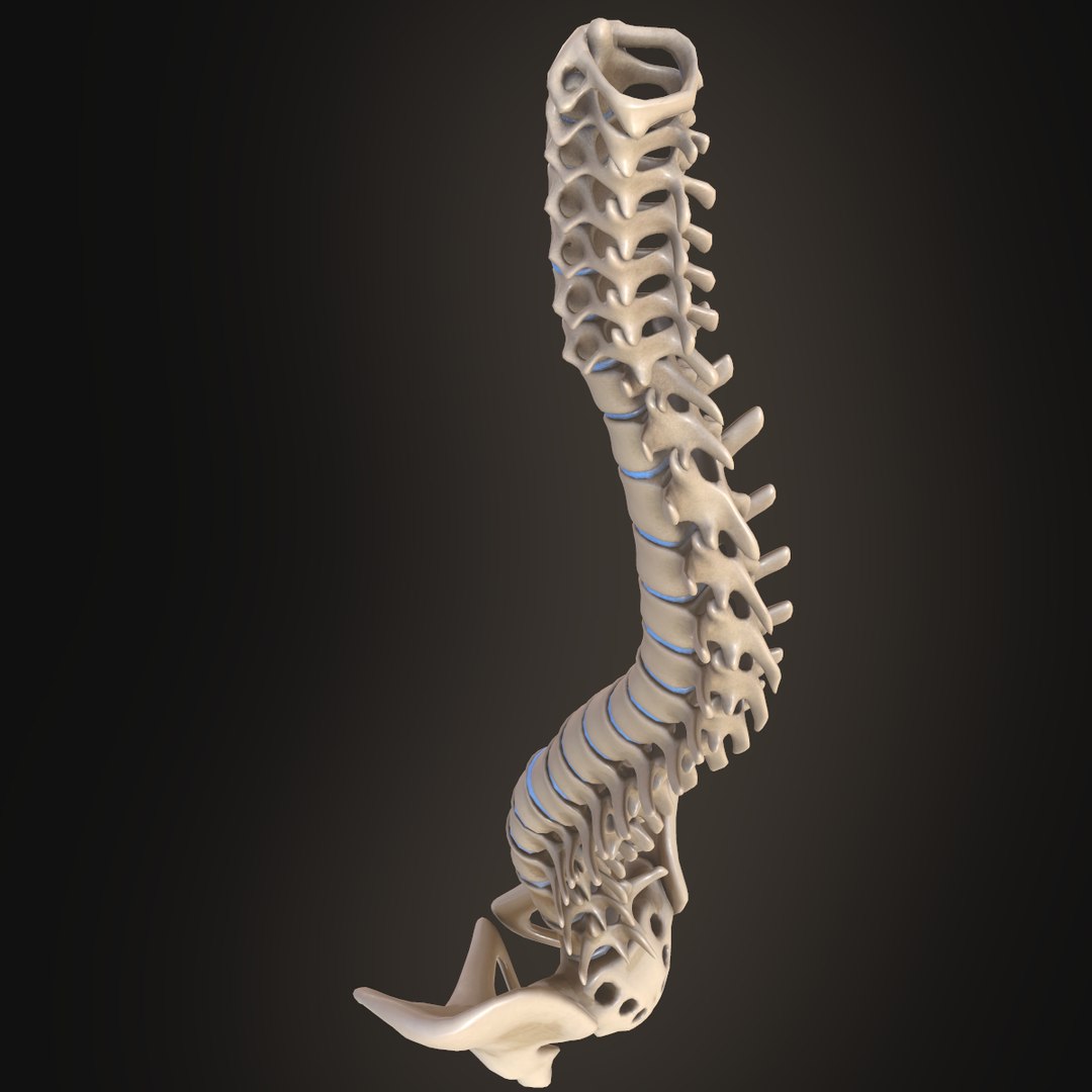 3D Model Spine Anatomy Spinal Column - TurboSquid 1427496