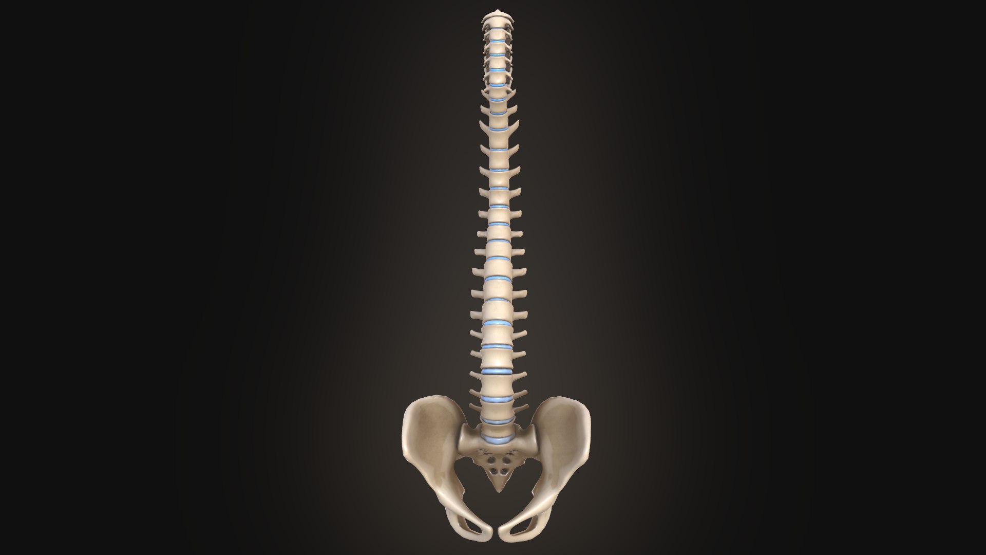 3D Model Spine Anatomy Spinal Column - TurboSquid 1427496