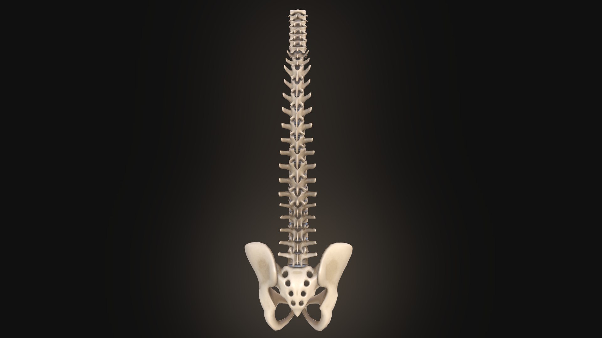 3D Model Spine Anatomy Spinal Column - TurboSquid 1427496