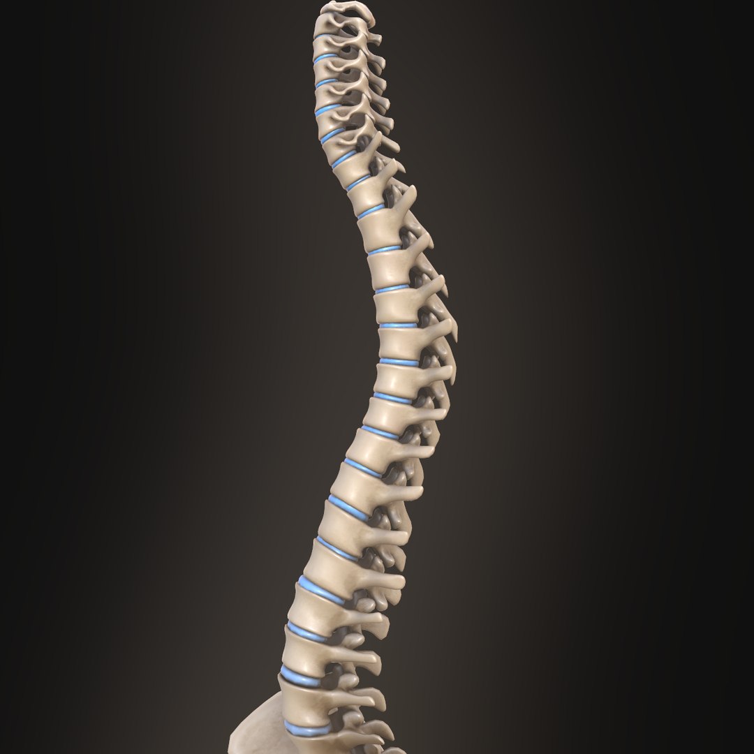 3D Model Spine Anatomy Spinal Column - TurboSquid 1427496