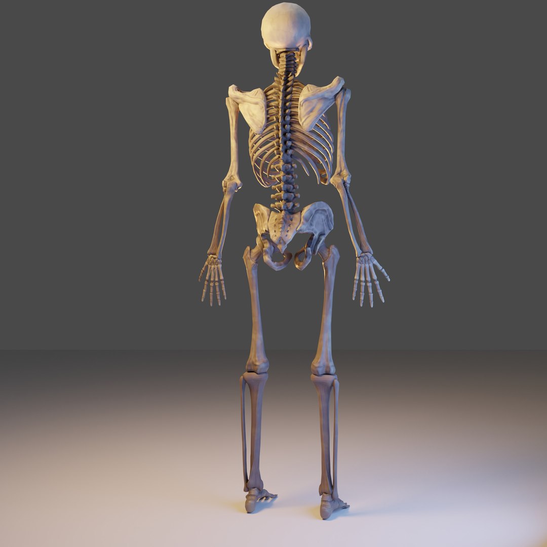 3D Model Rigged Skeleton - Videogame - TurboSquid 1657366