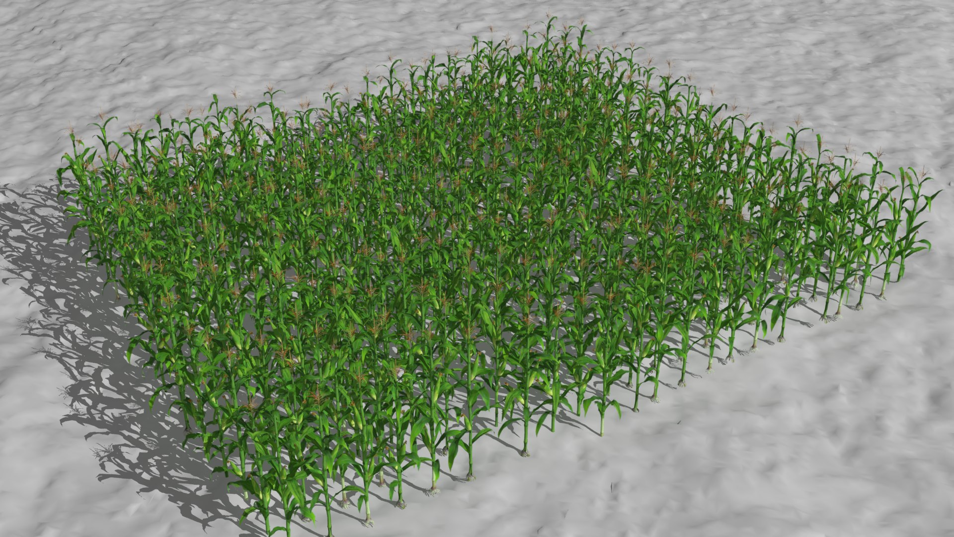 Corn Field Model - TurboSquid 1817419