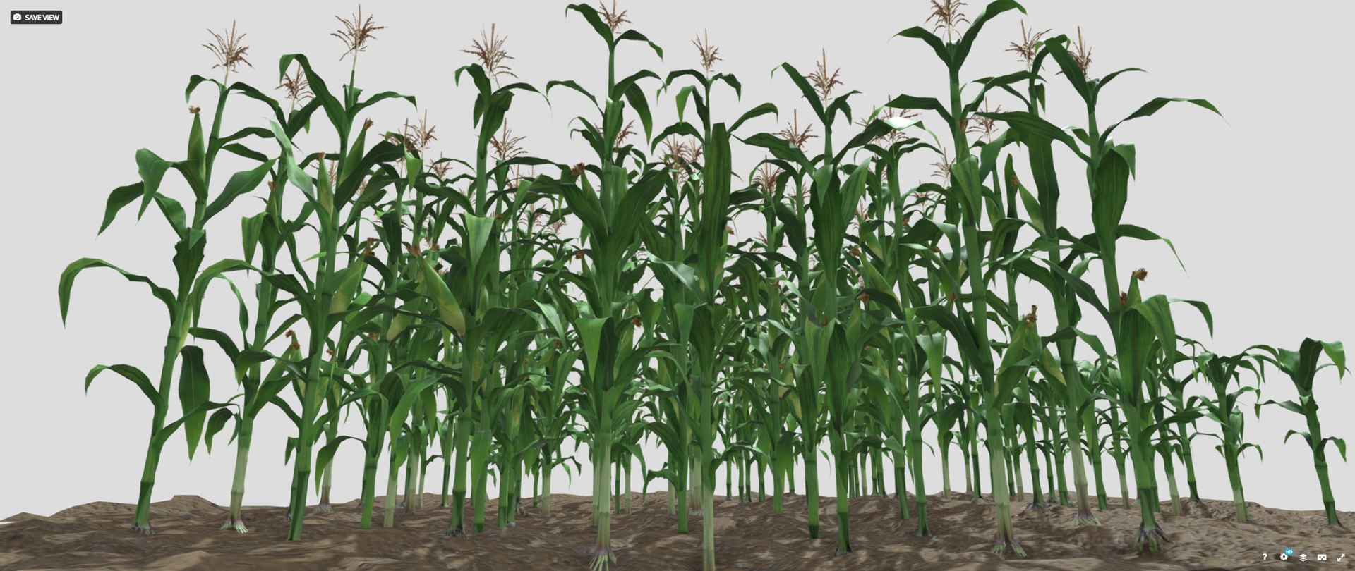Corn Field Model - TurboSquid 1817419