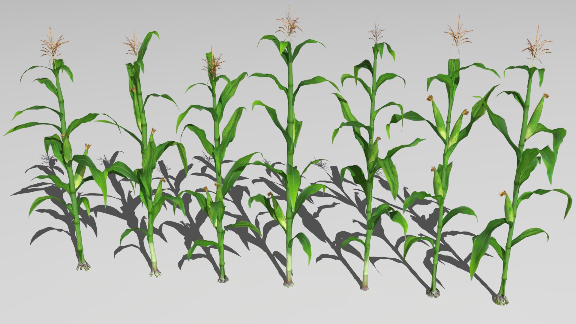 Corn Field Model - TurboSquid 1817419