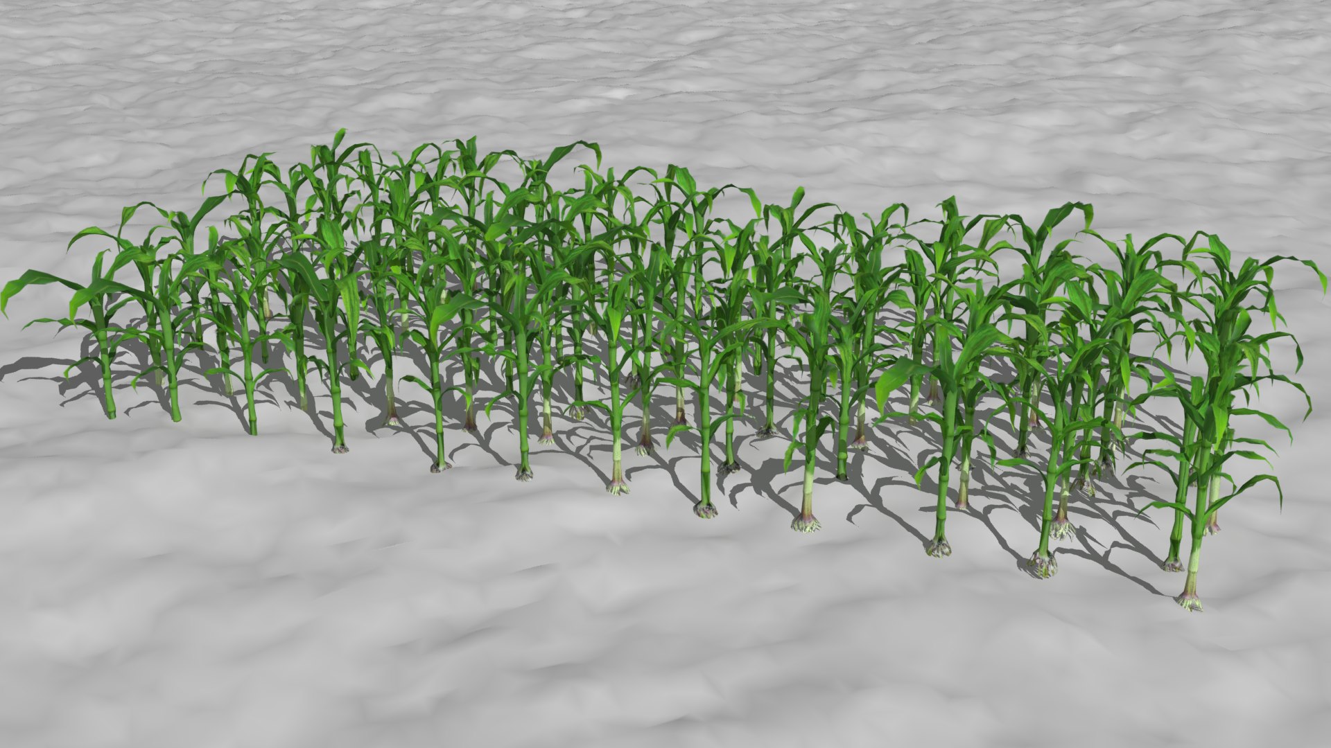 Corn Field Model - TurboSquid 1817419