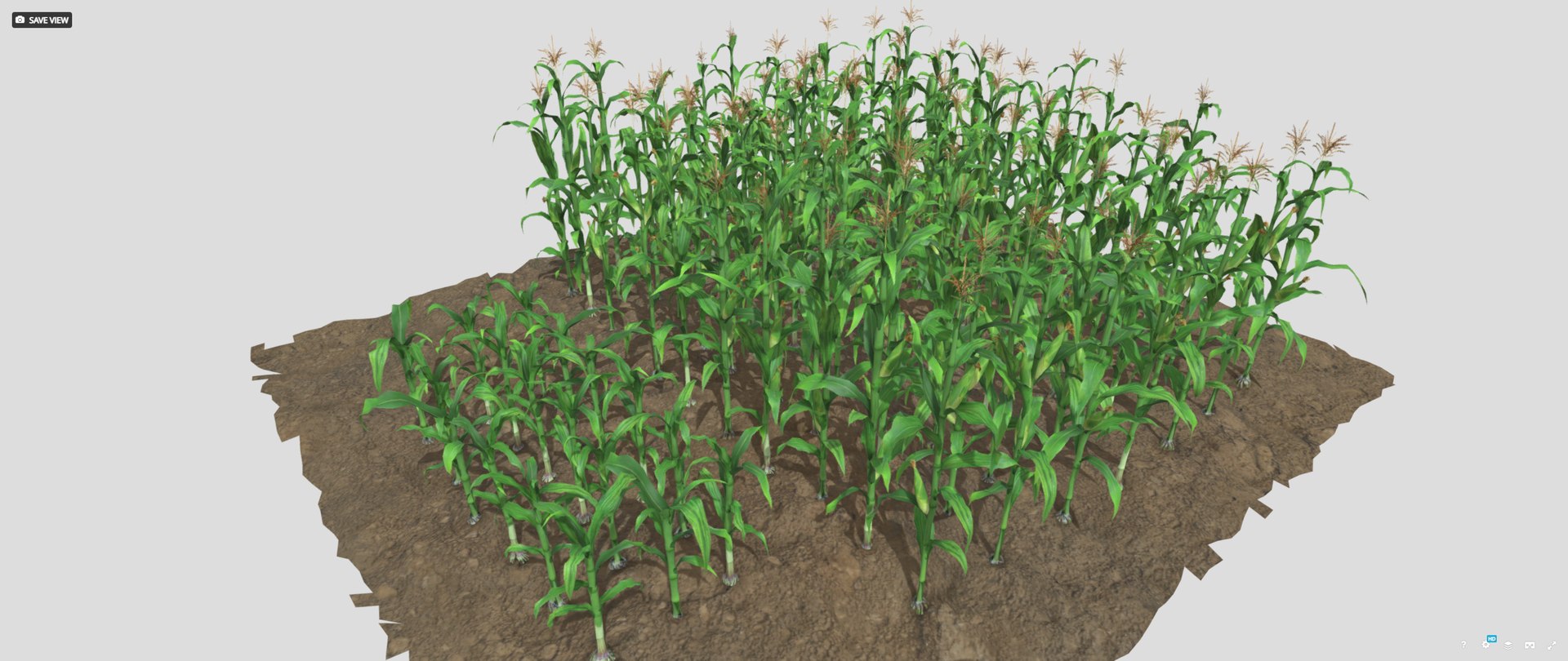 Corn Field Model - TurboSquid 1817419