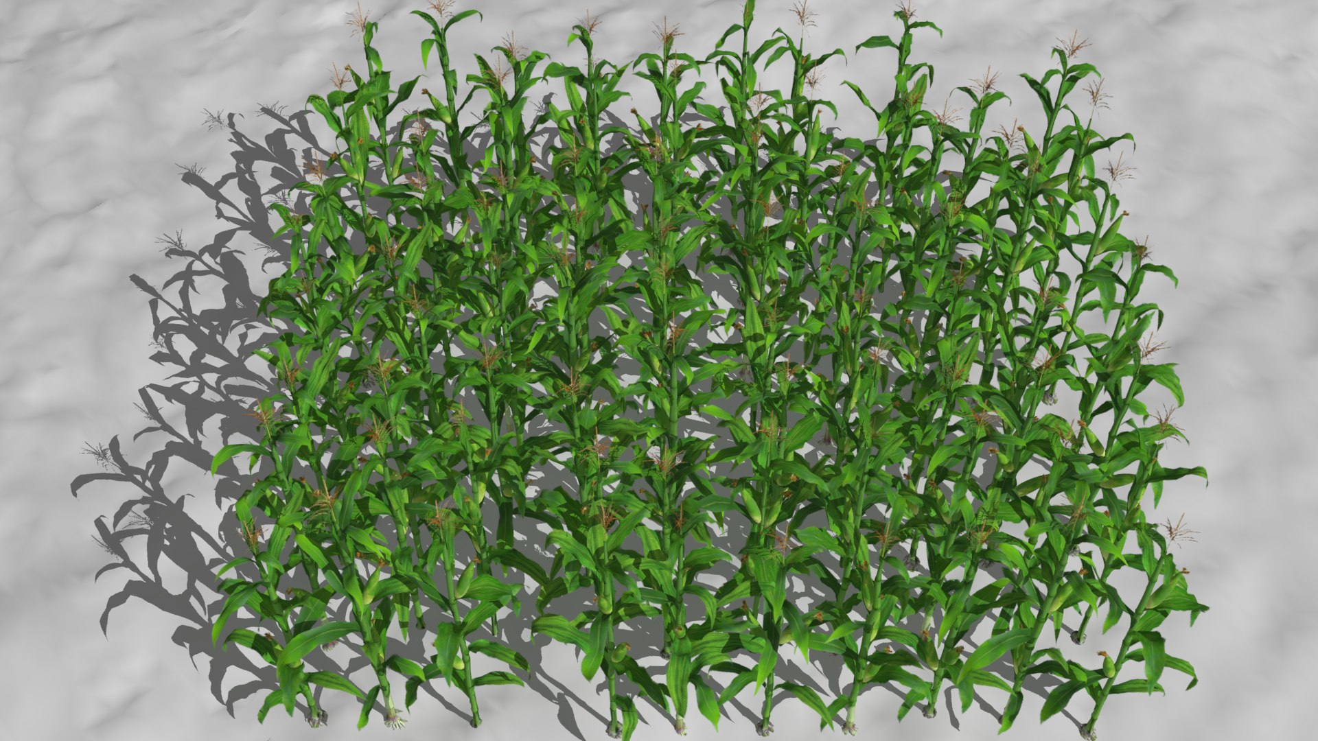 Corn Field Model - TurboSquid 1817419