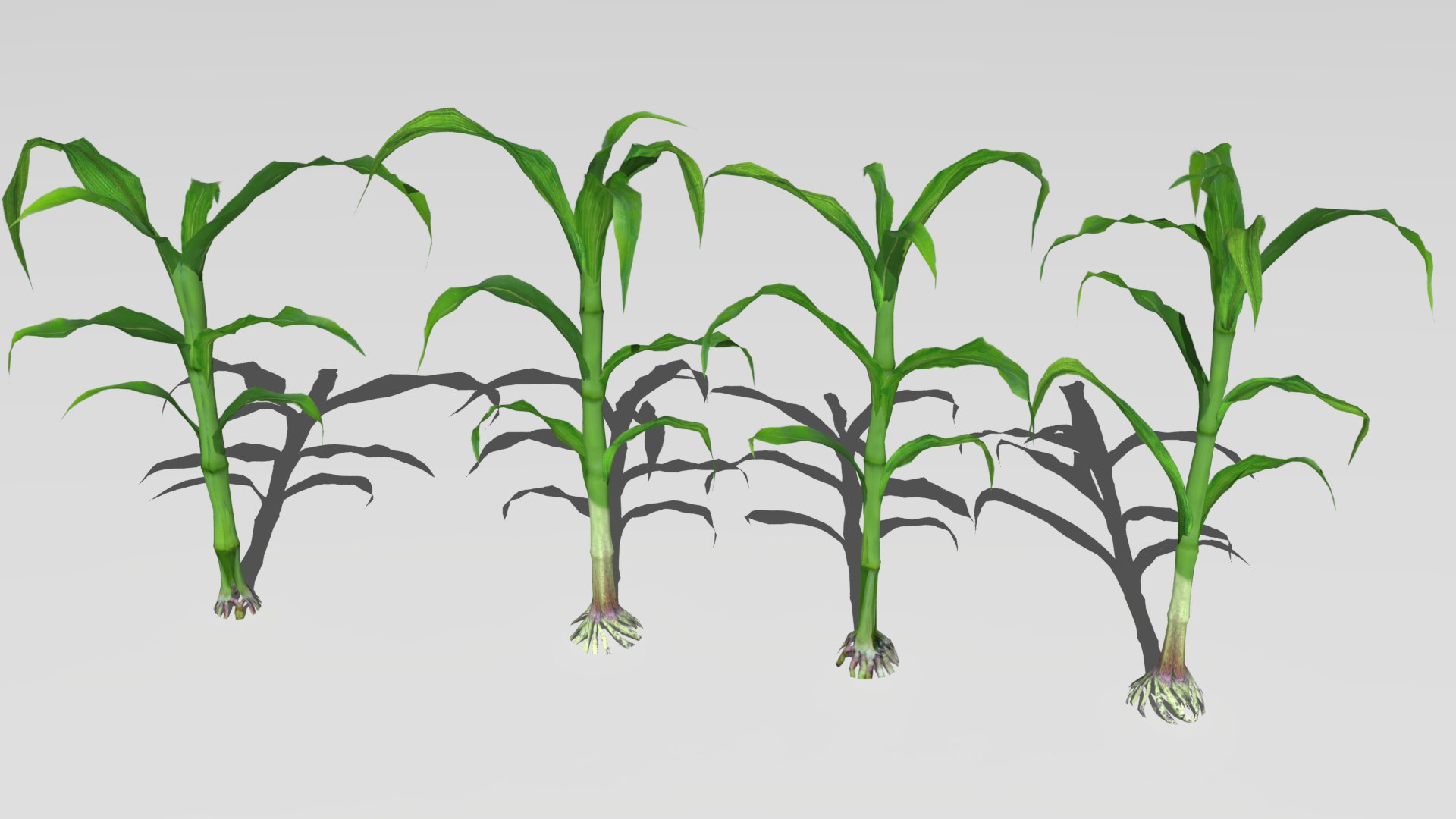 Corn Field Model - TurboSquid 1817419