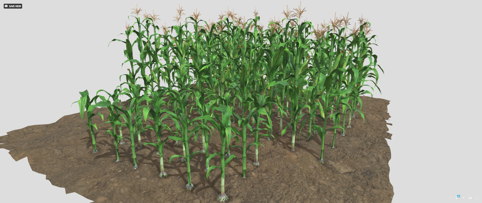 Corn Field Model - TurboSquid 1817419