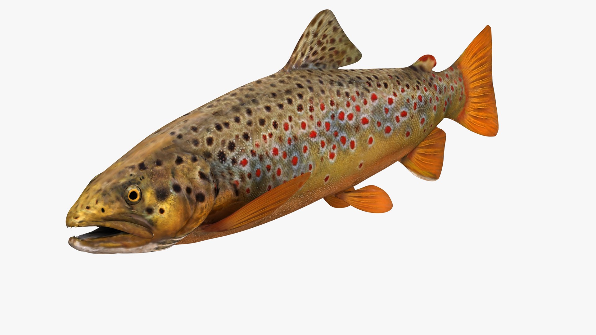 Brown Trout 3D Model - TurboSquid 1414612