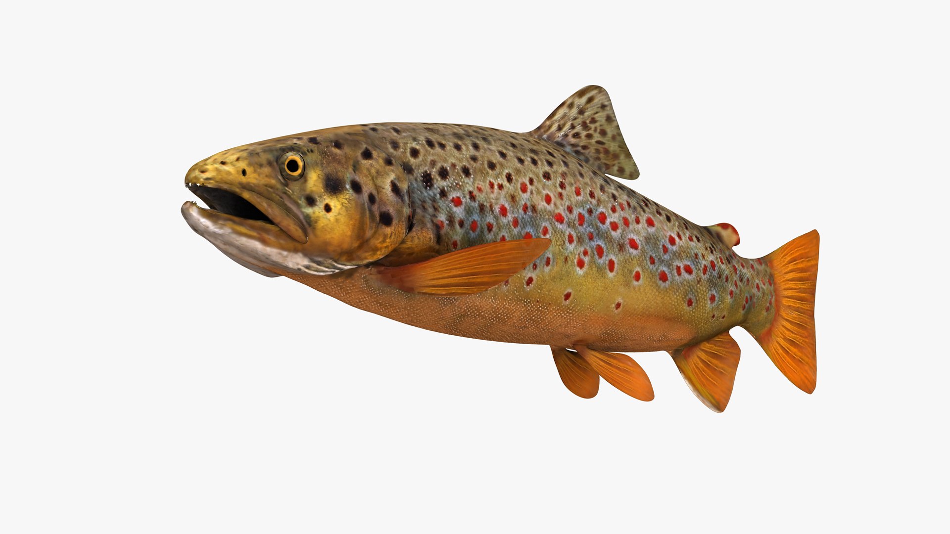 Brown Trout 3D Model - TurboSquid 1414612