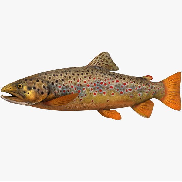 Trout 3D Models for Download | TurboSquid