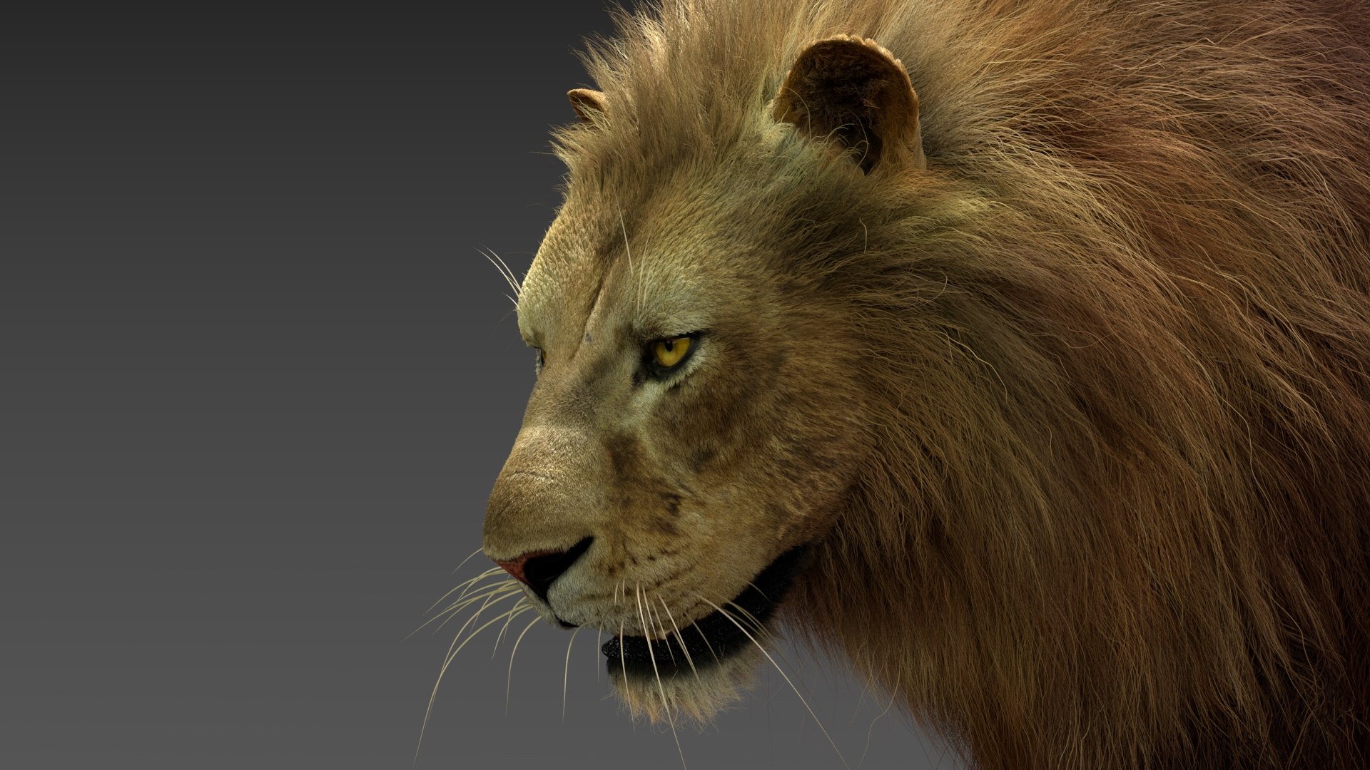 Photo Realistic Lion 3 3D - TurboSquid 1493150