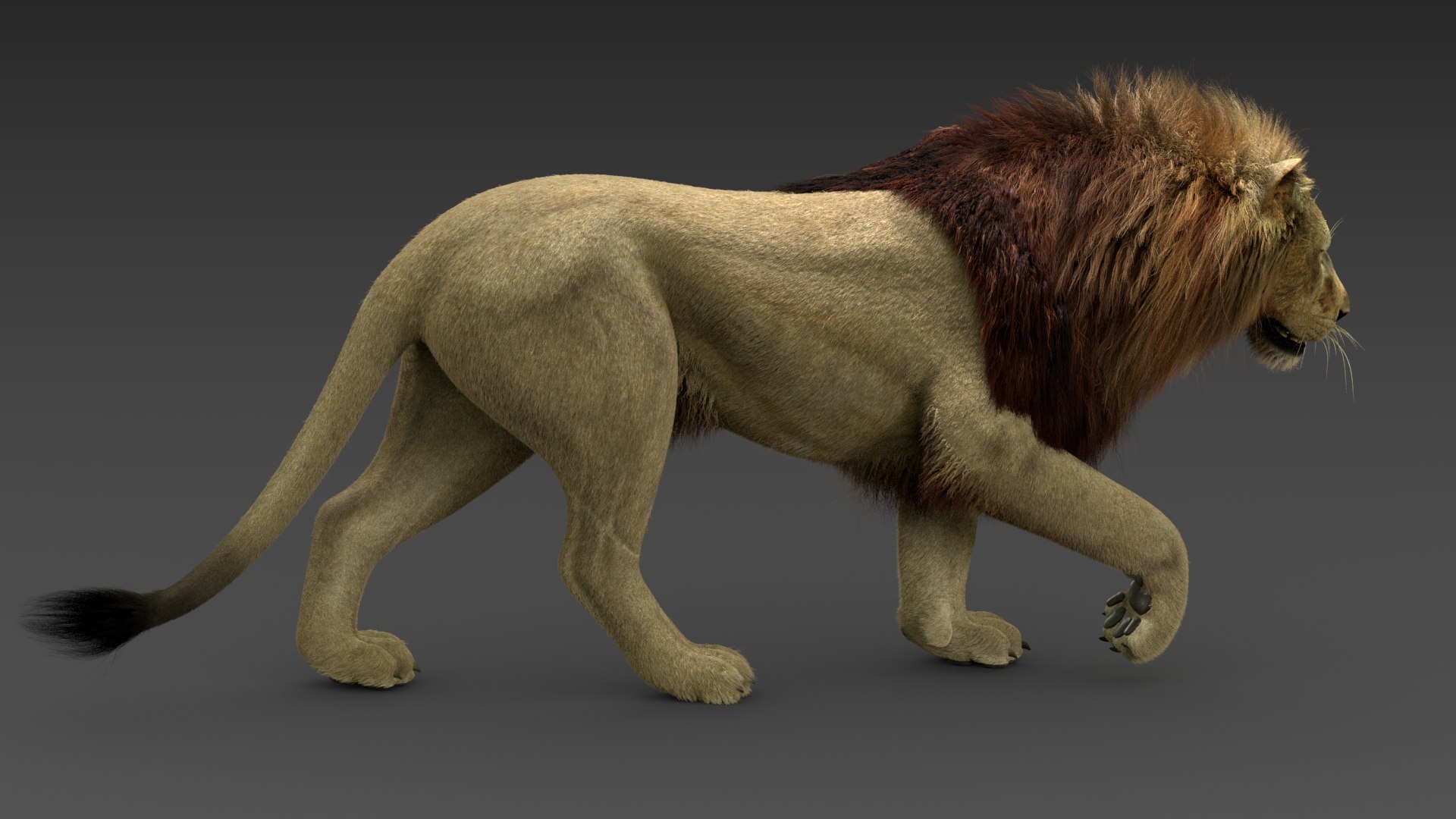 Photo Realistic Lion 3 3D - TurboSquid 1493150