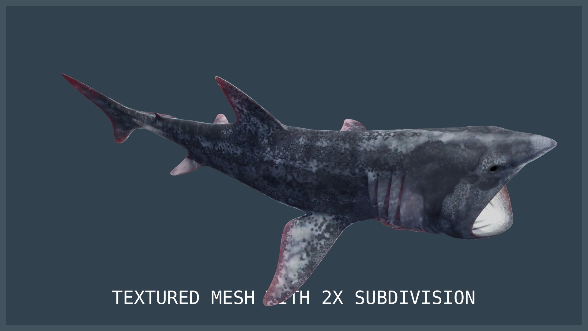 Animated Basking Shark model - TurboSquid 2044440