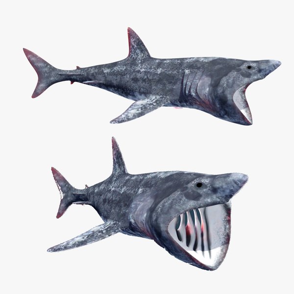 Animated Basking Shark model - TurboSquid 2044440