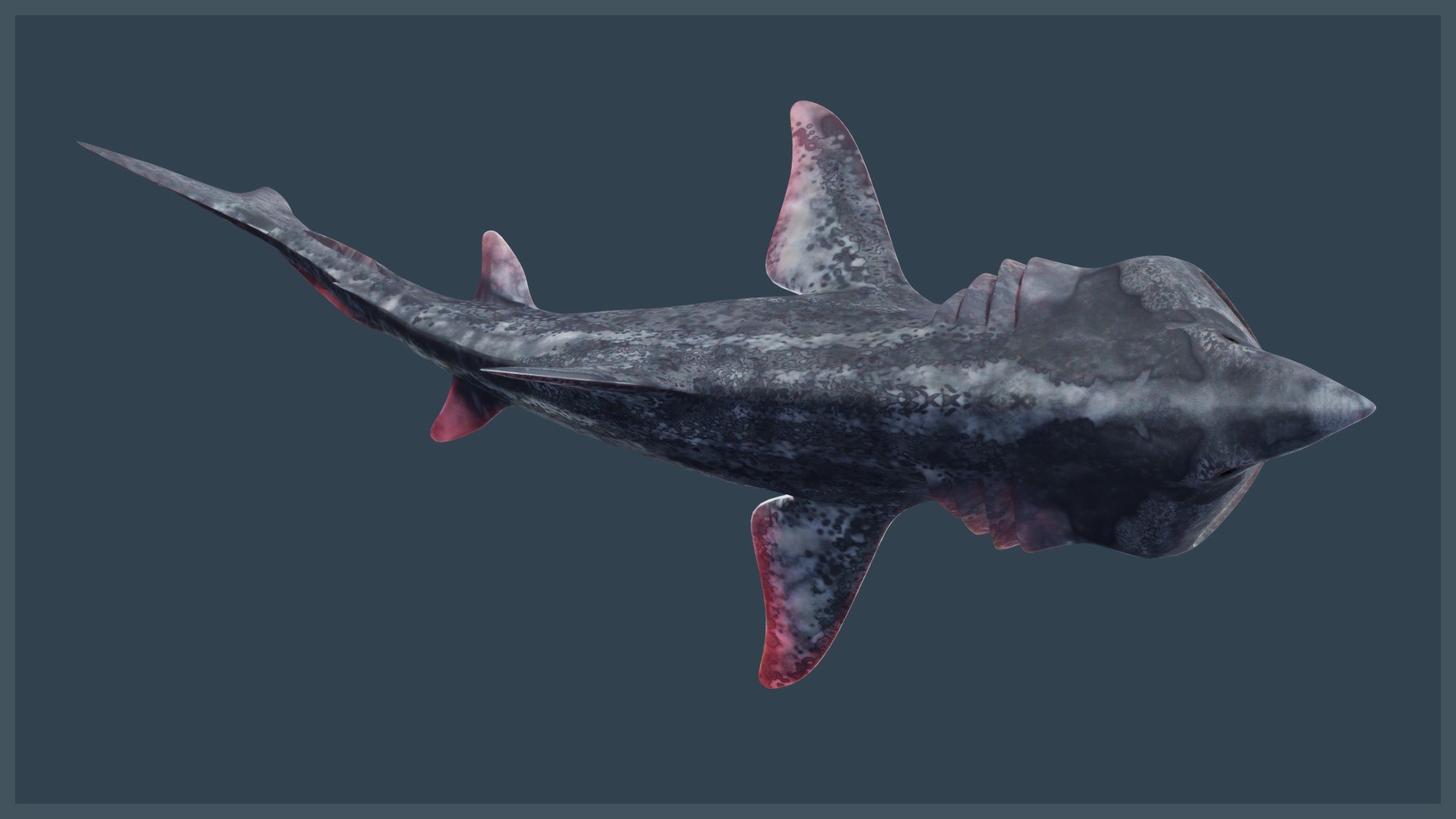 Animated Basking Shark model - TurboSquid 2044440