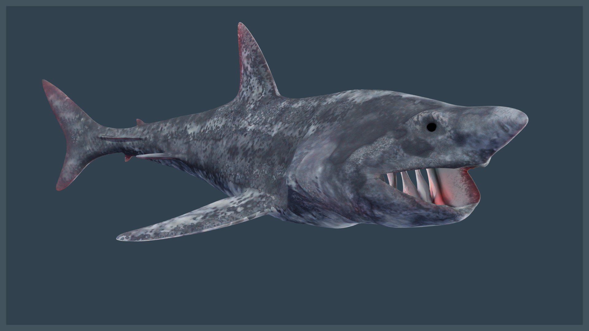 Animated Basking Shark model - TurboSquid 2044440