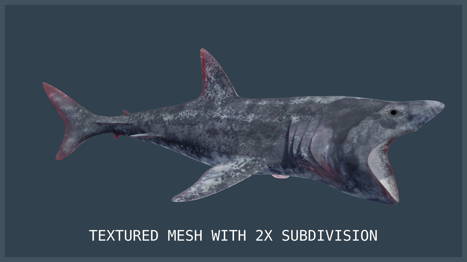 Animated Basking Shark model - TurboSquid 2044440