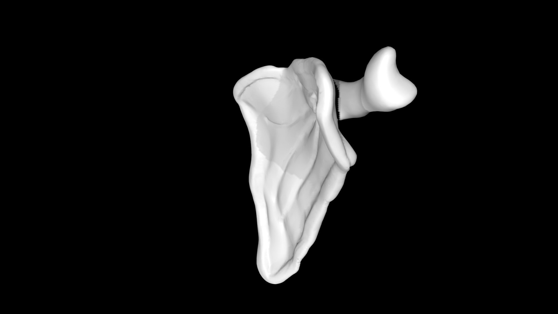 3D Scapula - TurboSquid 1891134
