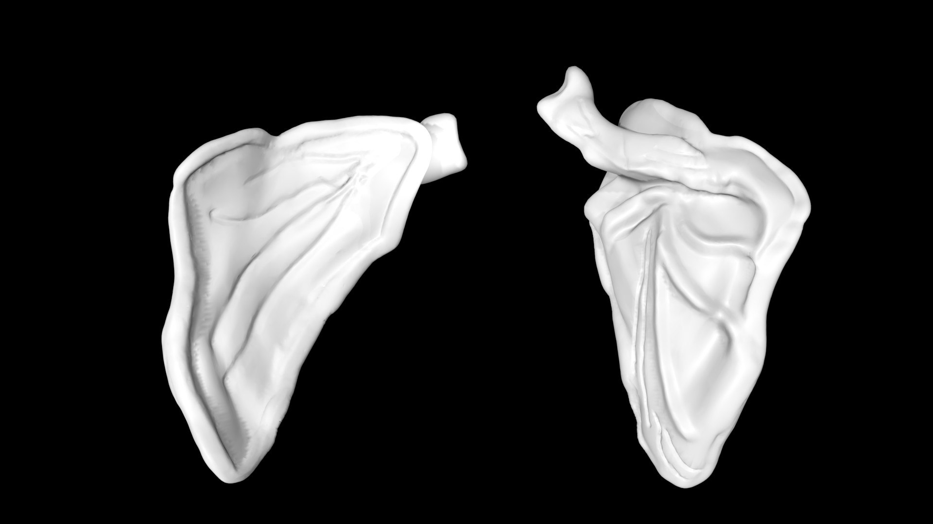 3D Scapula - TurboSquid 1891134