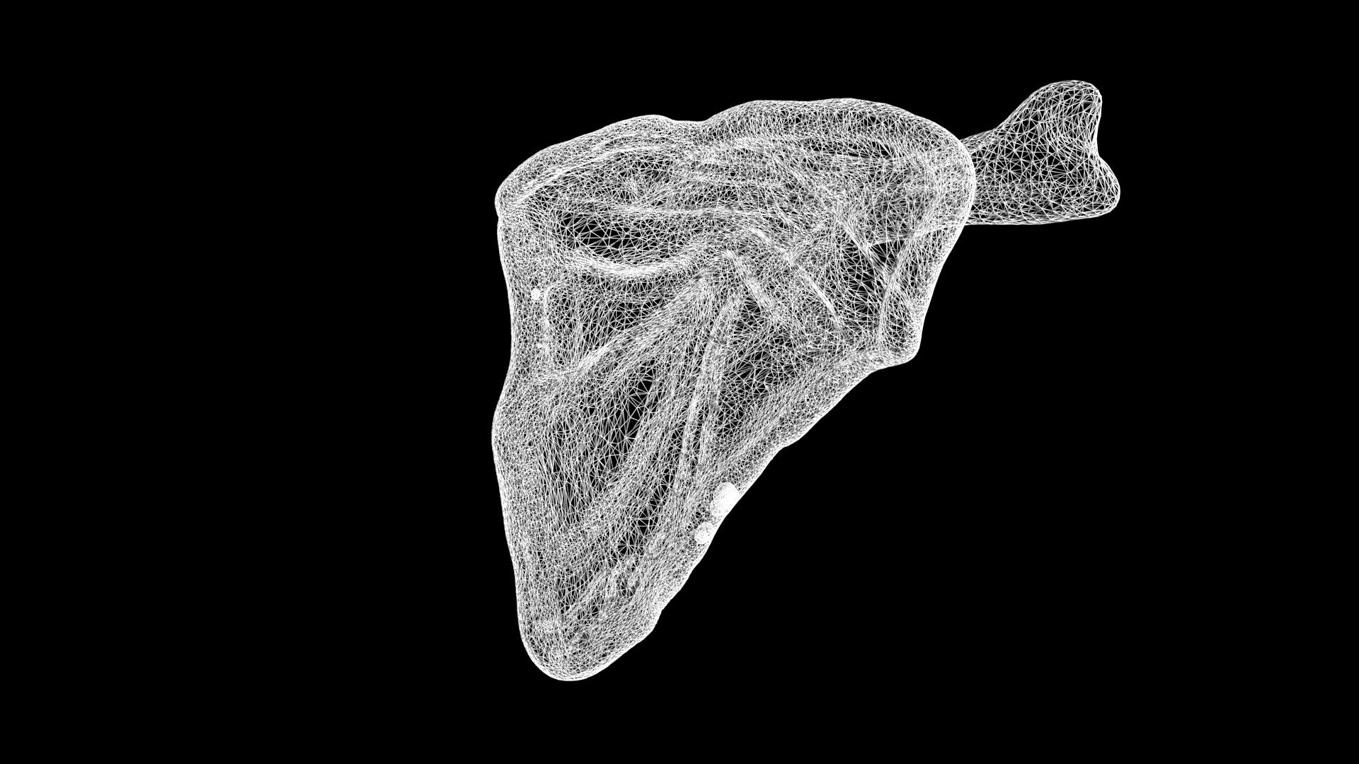 3D Scapula - TurboSquid 1891134