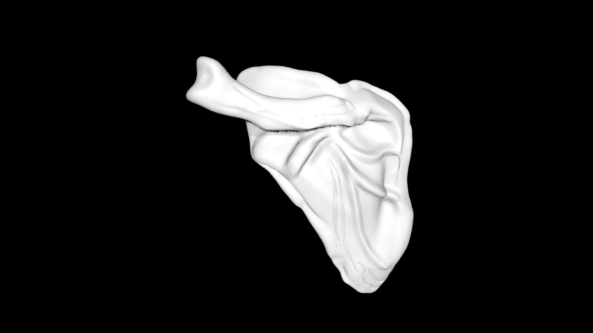 3D Scapula - TurboSquid 1891134