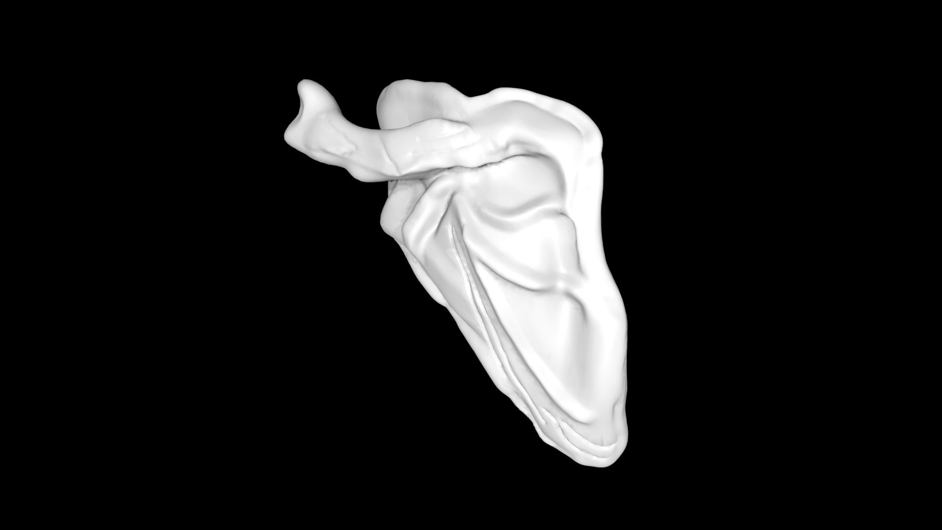 3D Scapula - TurboSquid 1891134
