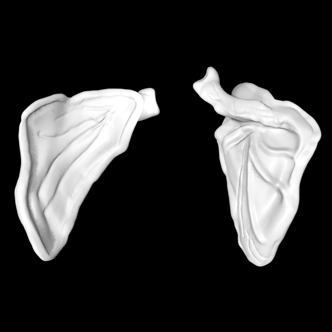 3D Scapula - TurboSquid 1891134