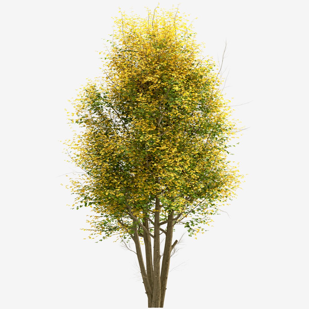 Set Of Tilia Europaea Or Common Lime Trees - 2 Trees 3D - TurboSquid ...