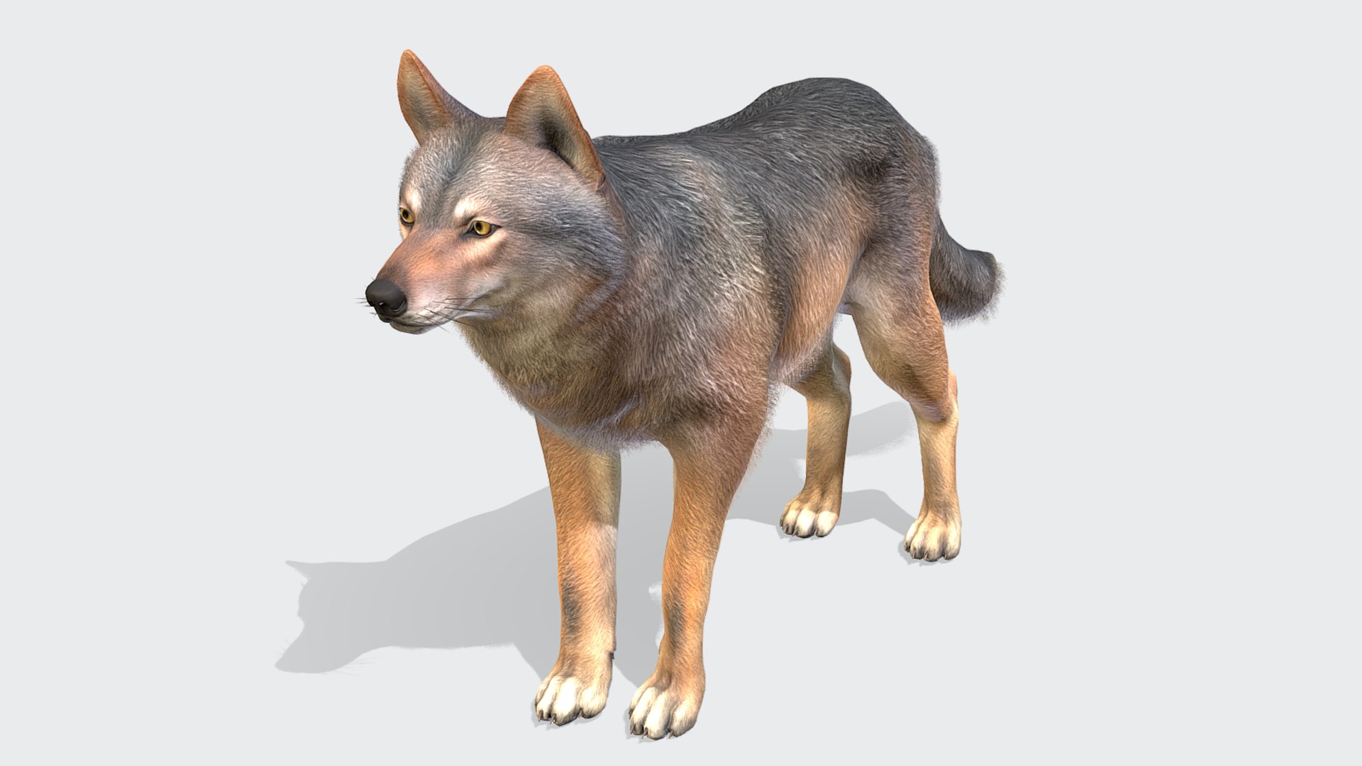 3D Model Wolf - Male - TurboSquid 2113716