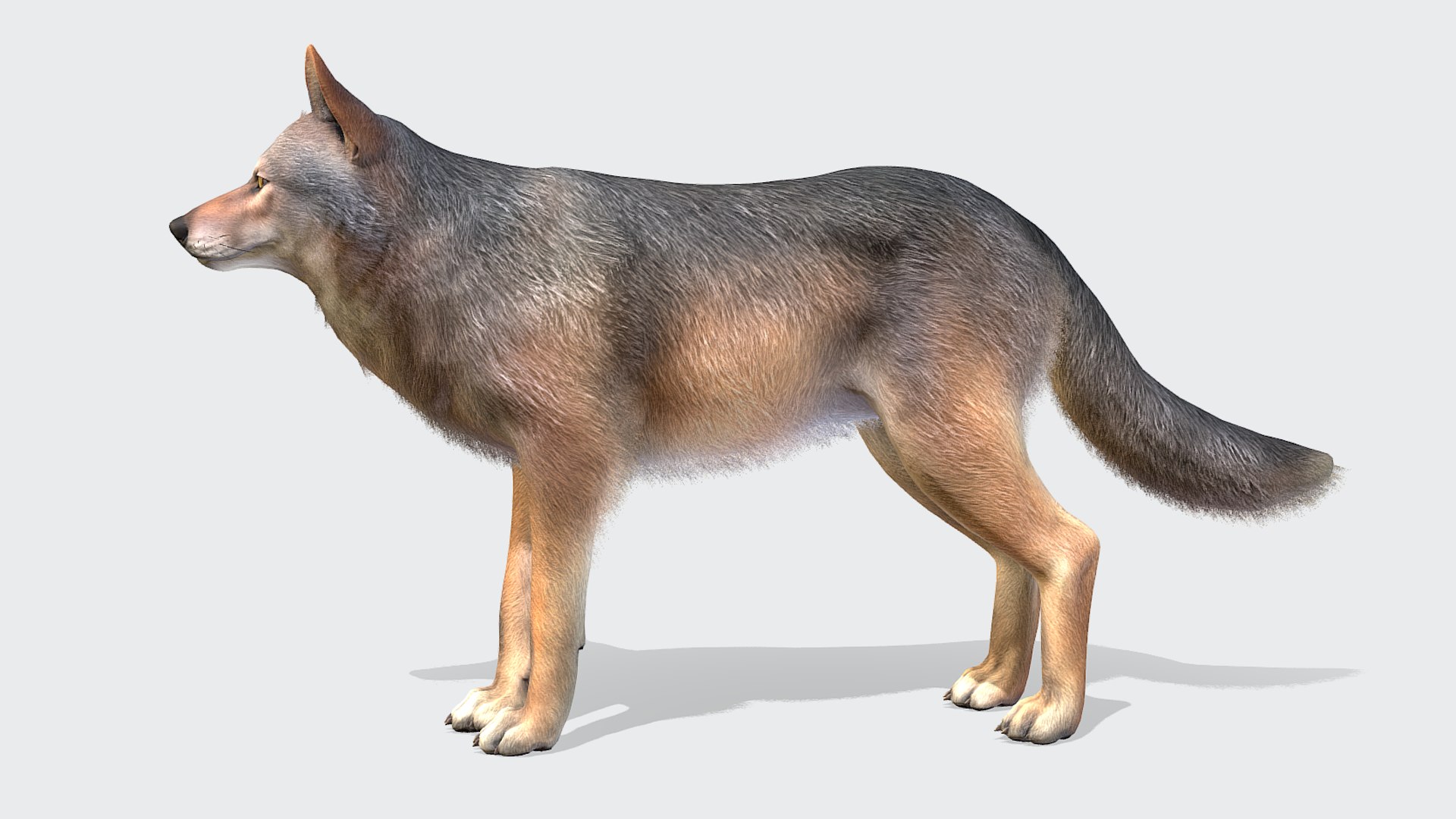 3D Model Wolf - Male - TurboSquid 2113716