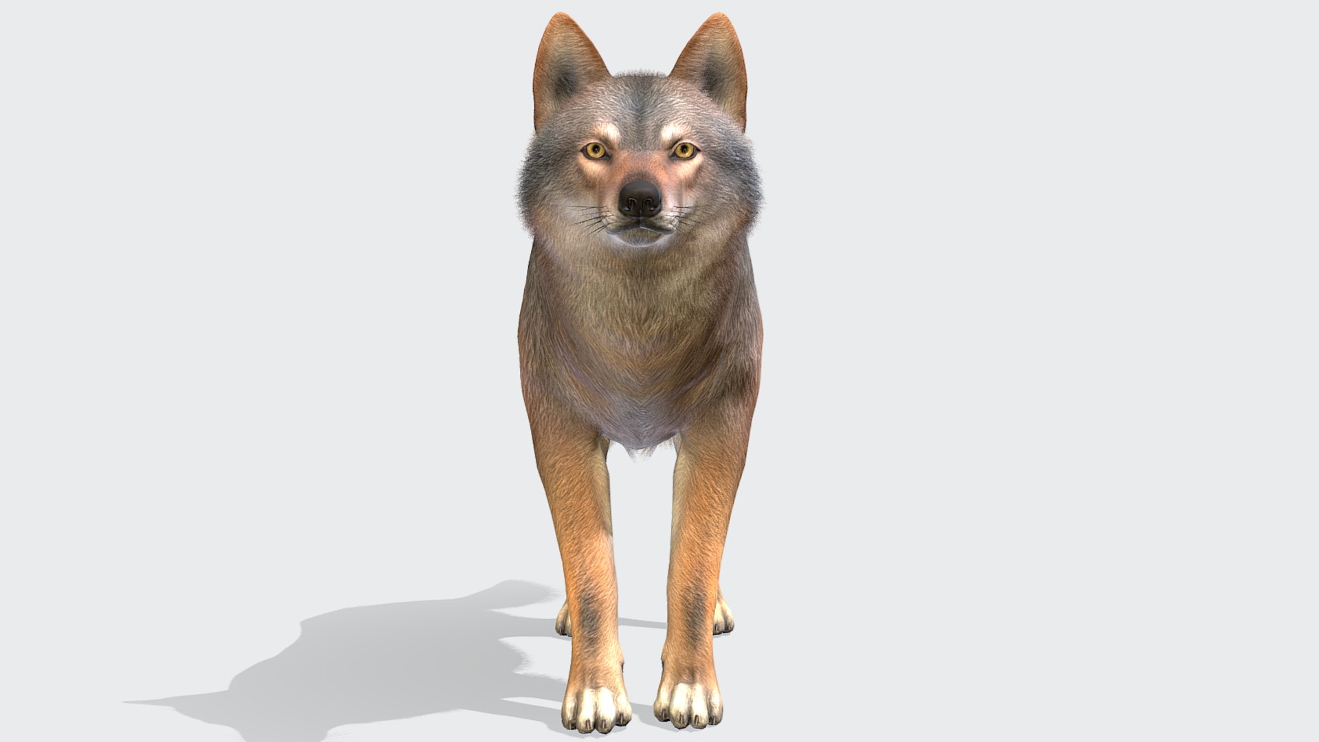 3D Model Wolf - Male - TurboSquid 2113716