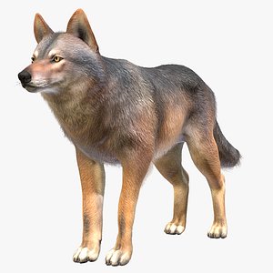 3d Model Wolf Pelt