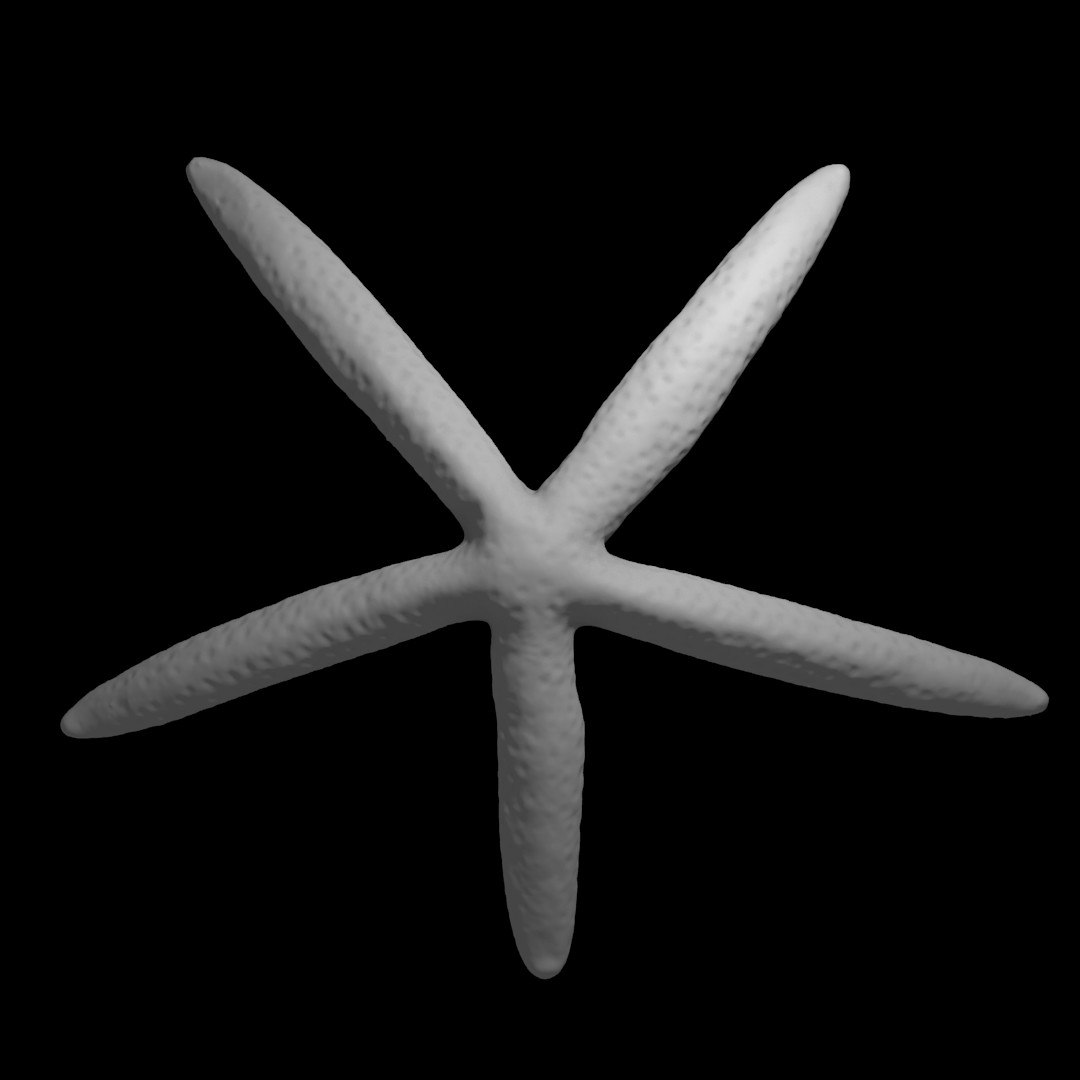 blender sea star