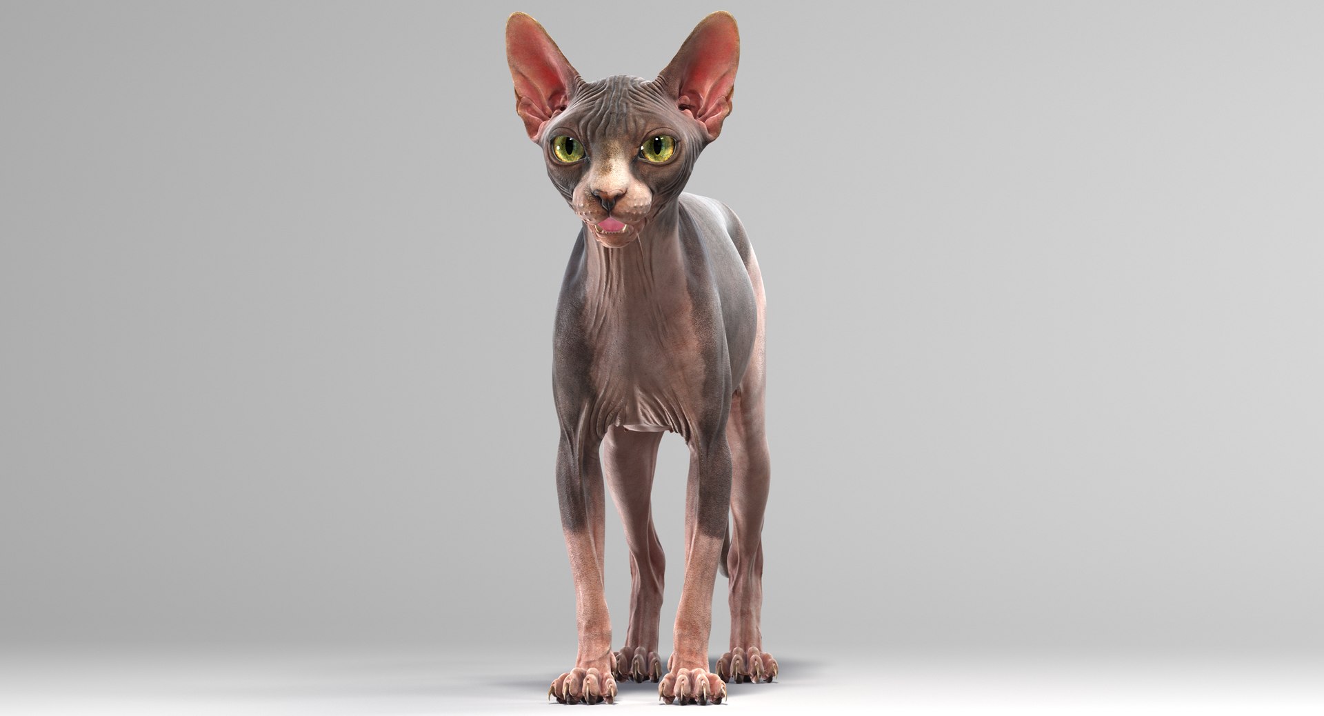 Sphynx cat 3D - TurboSquid 1392376