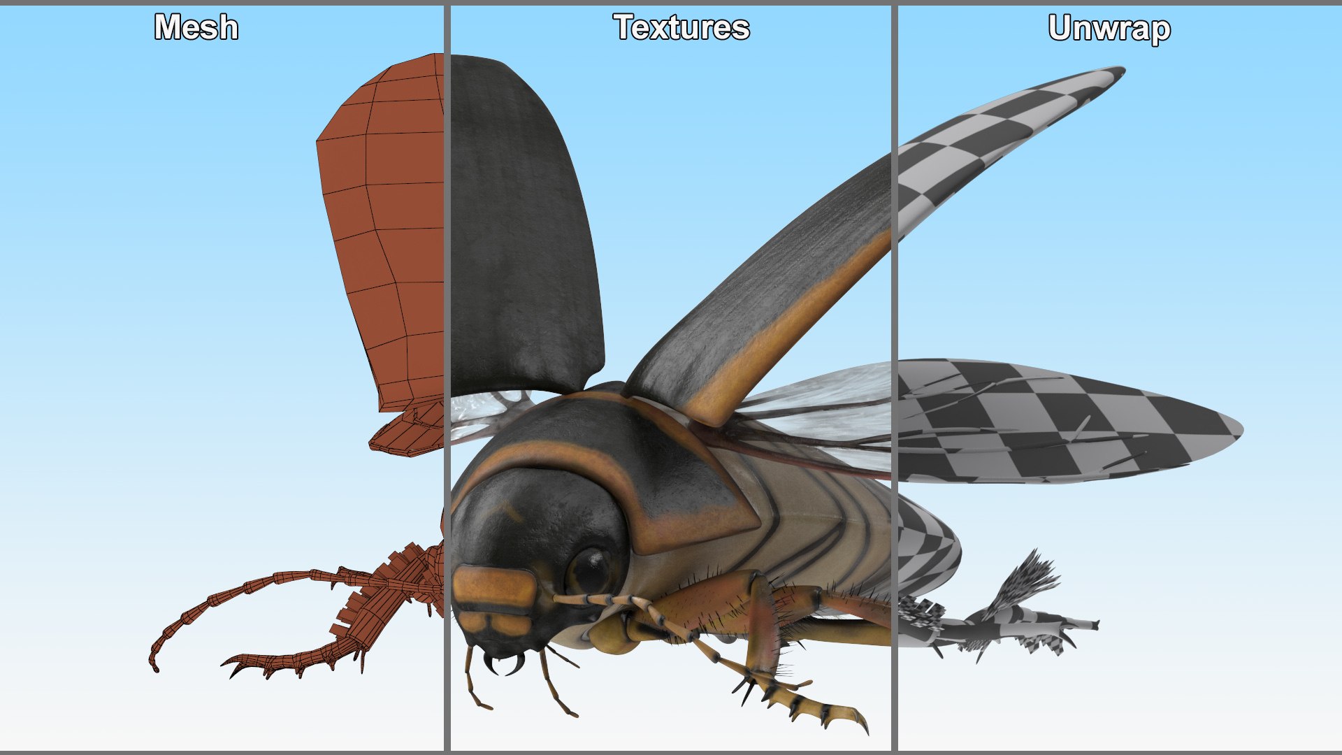 3D Hygrobia Beetle Brown Realistic Flying Model - TurboSquid 2241952