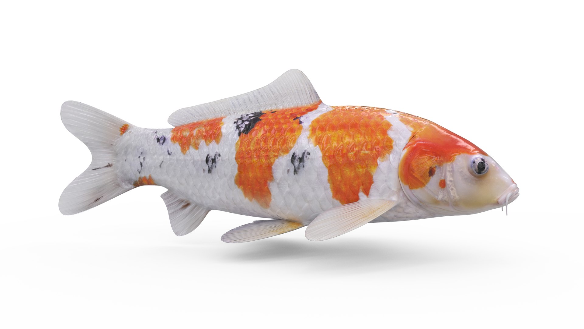 6 Koi Fish Pack Animated 3D model - TurboSquid 1986778